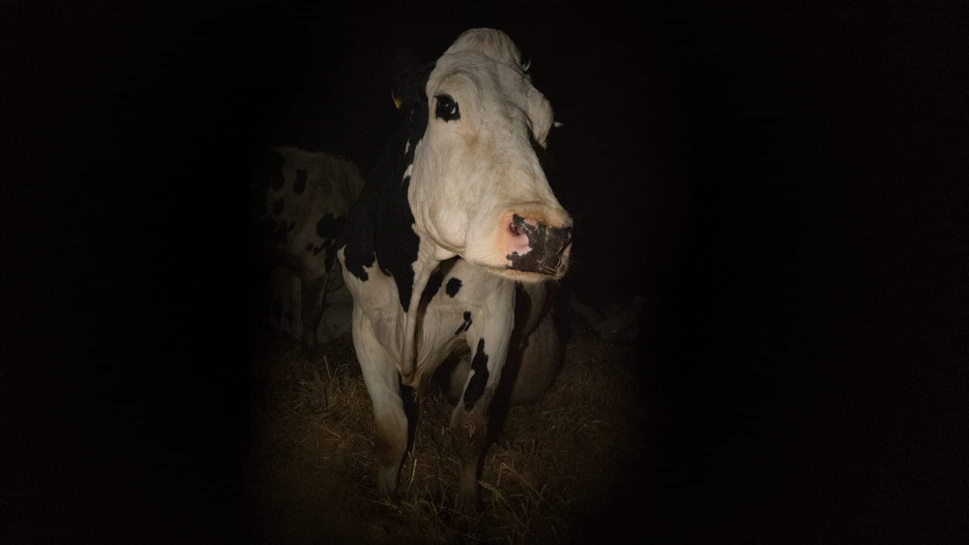 Cow - An Intriguing Look Into The Life of Cows (Early Review)